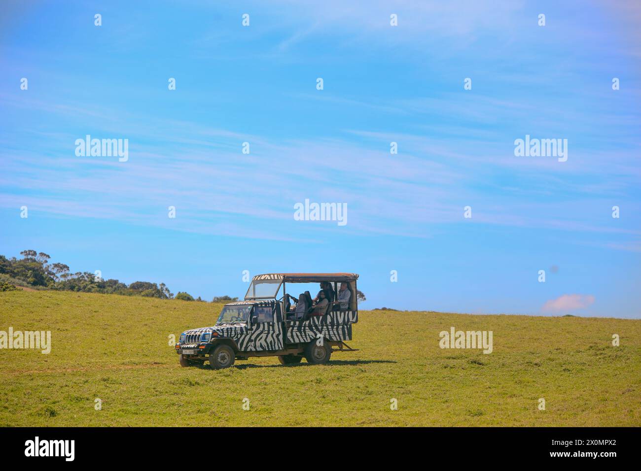 Safari jeep going on grass of Moon Plains Sri Lanka Nuwara Eliya Sri ...