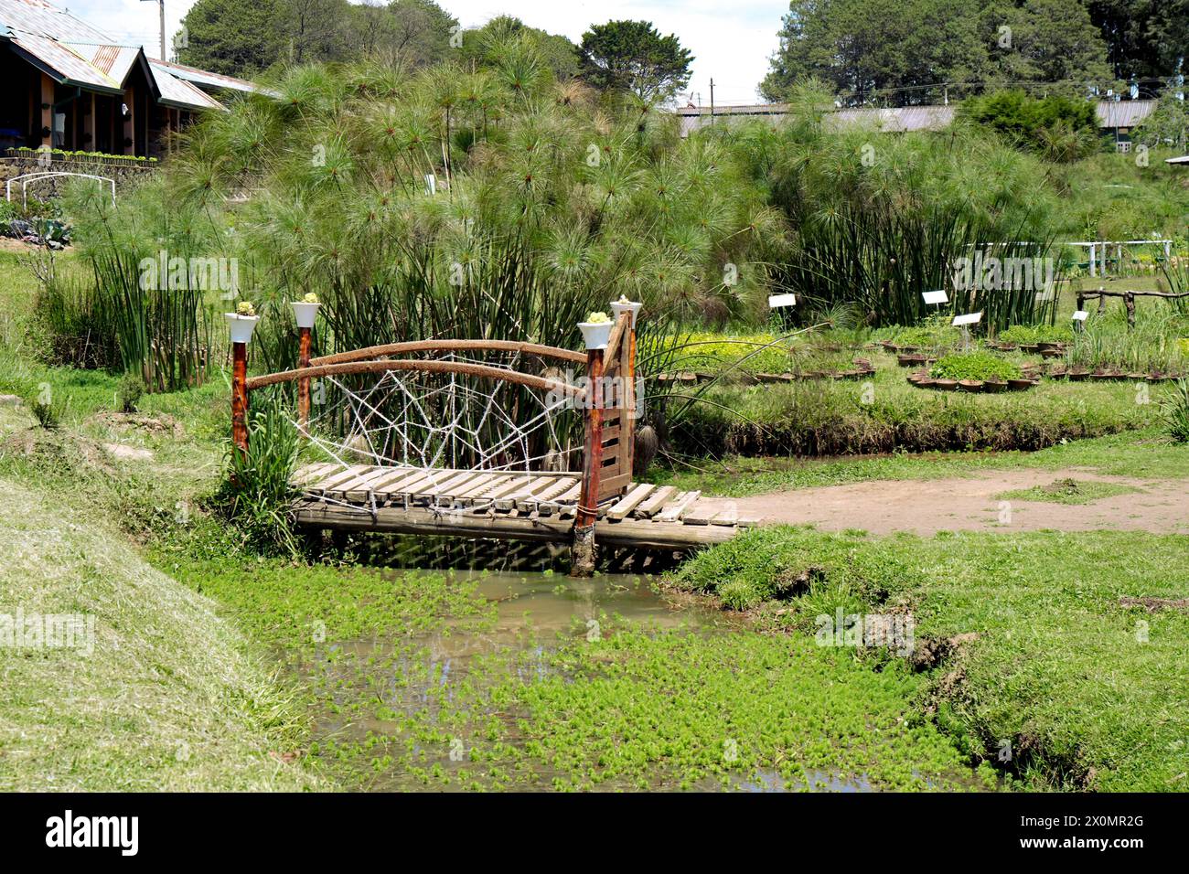 Beautifull Garden brown bridge scene in the vegitable Stock Photo - Alamy