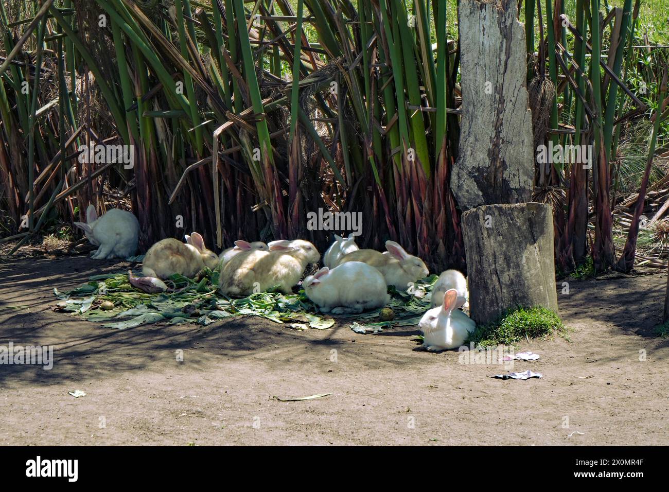 grey and White rabbits sitting in the Farm Stock Photo - Alamy