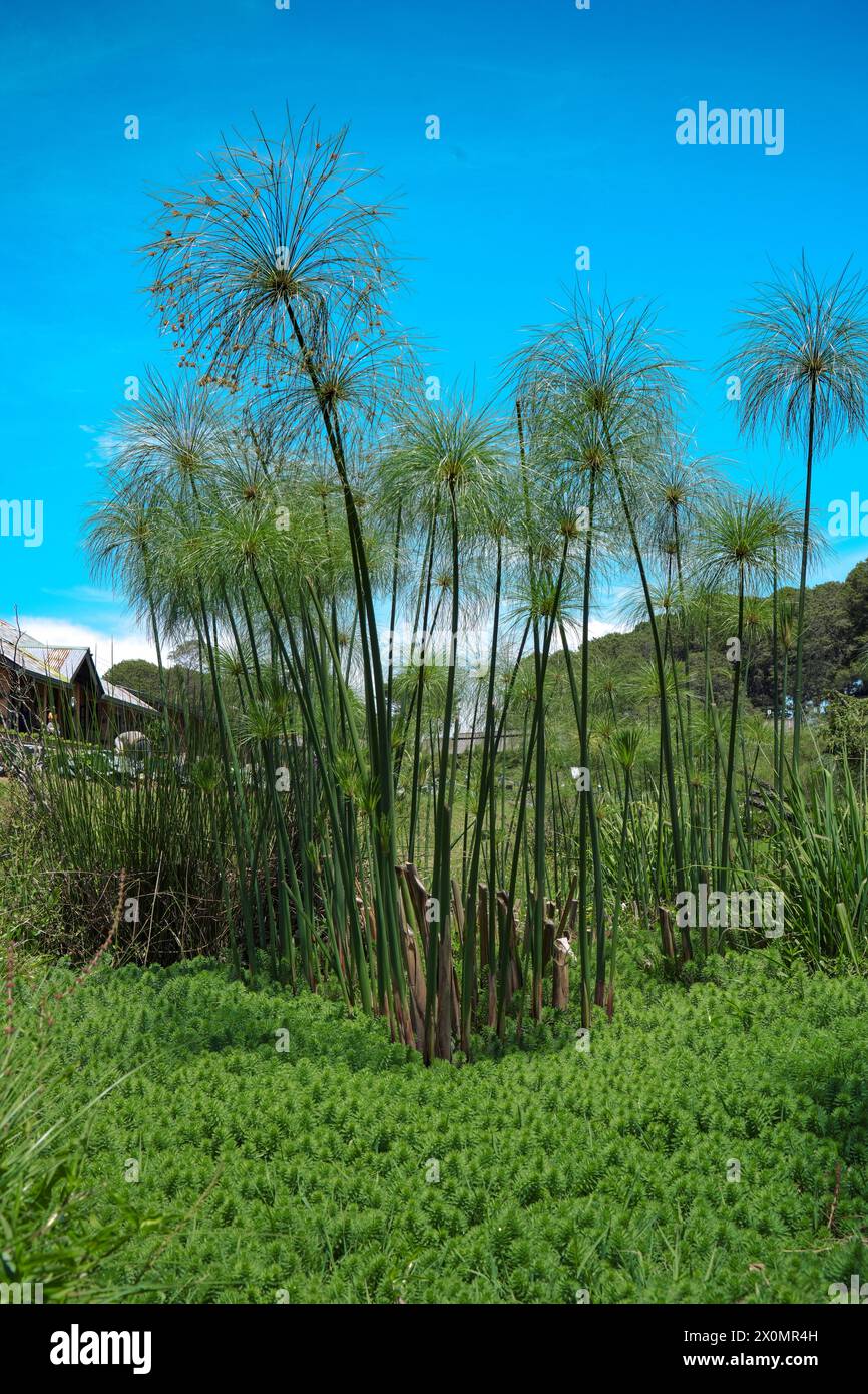 Papyrus harvest hi-res stock photography and images - Alamy