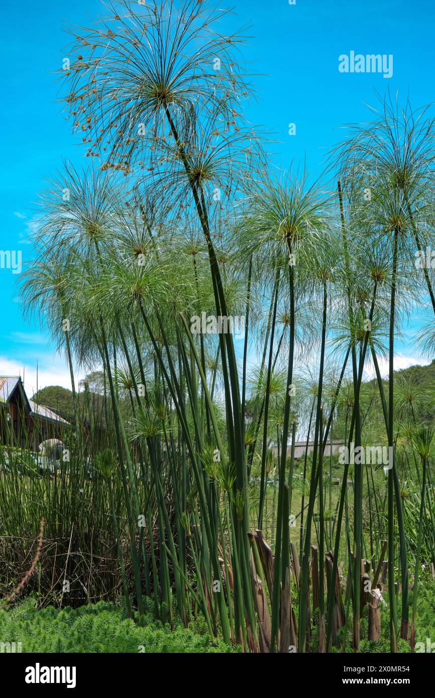 Papyrus harvest hi-res stock photography and images - Alamy
