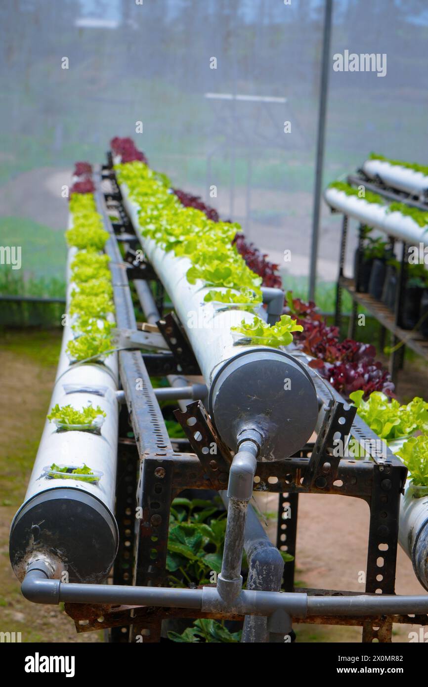 Closup of Garden Planing vegitable Farming and water system of ...