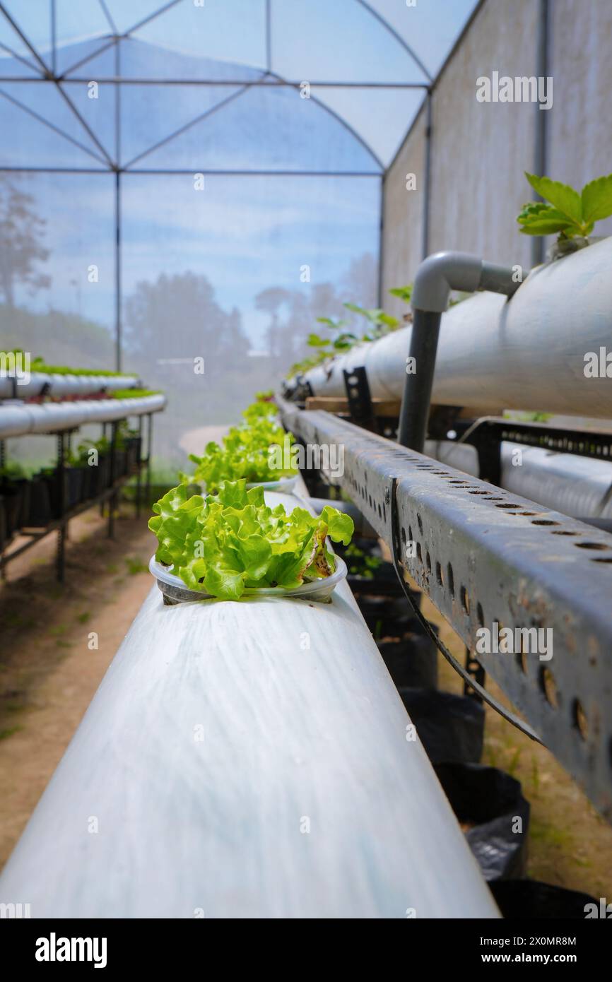 Garden Planing vegitable Farming and water system of verticulture farm ...