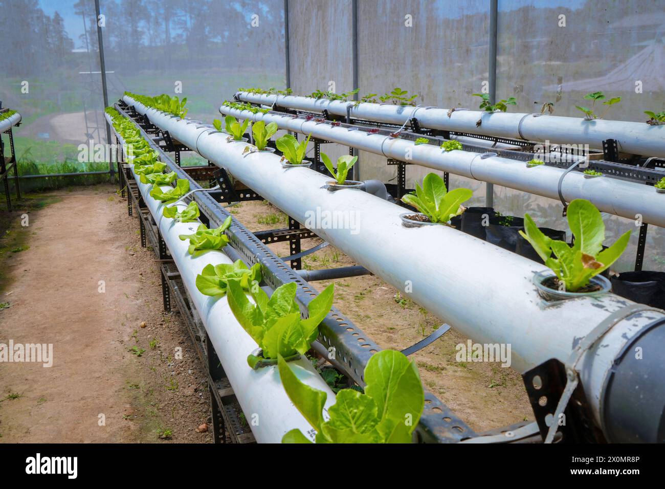 Gardening vegitable Farming and water system of verticulture farm ...