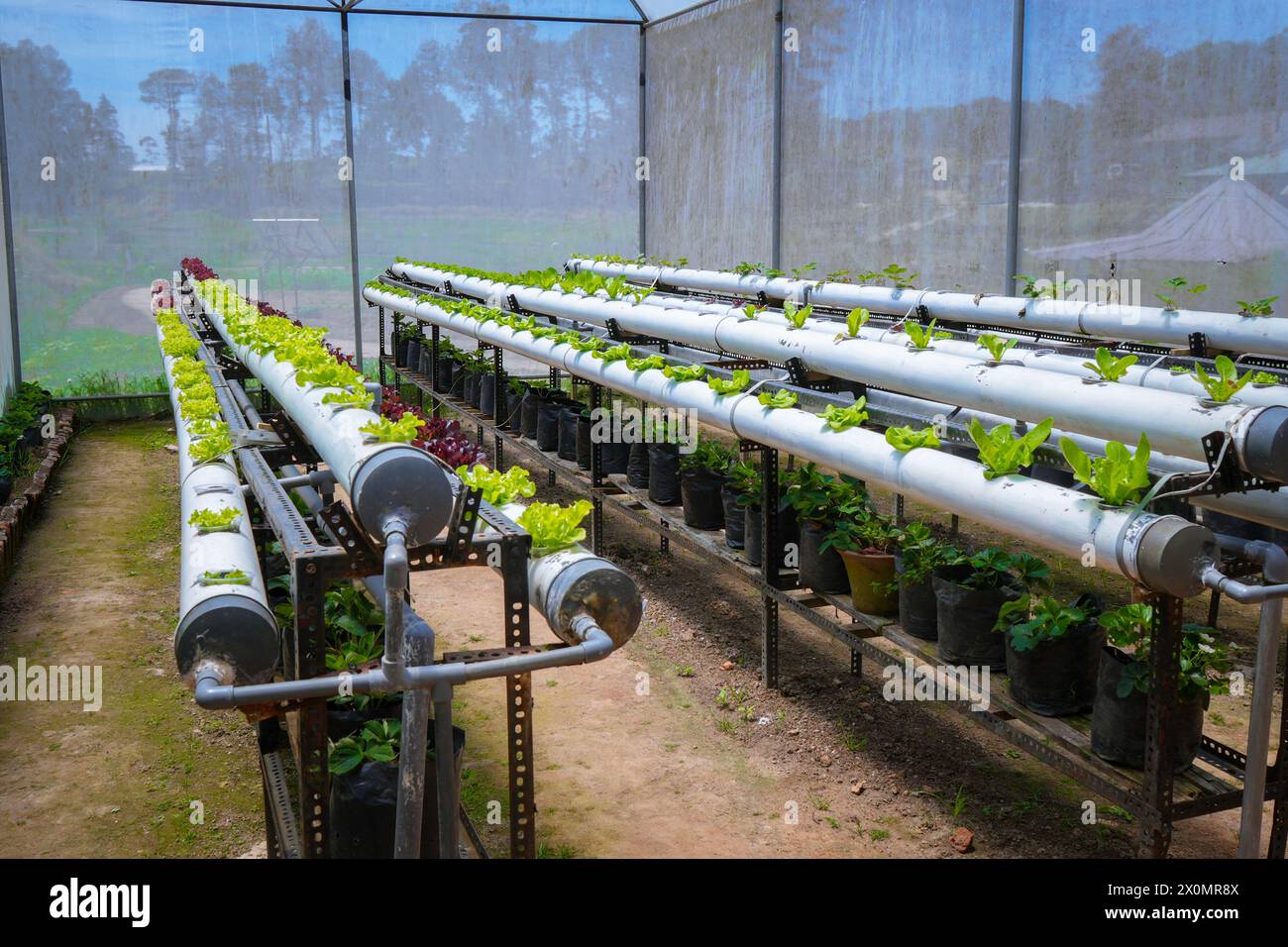 Said view of , plant vegetables vertically in used pipes and buckets in ...