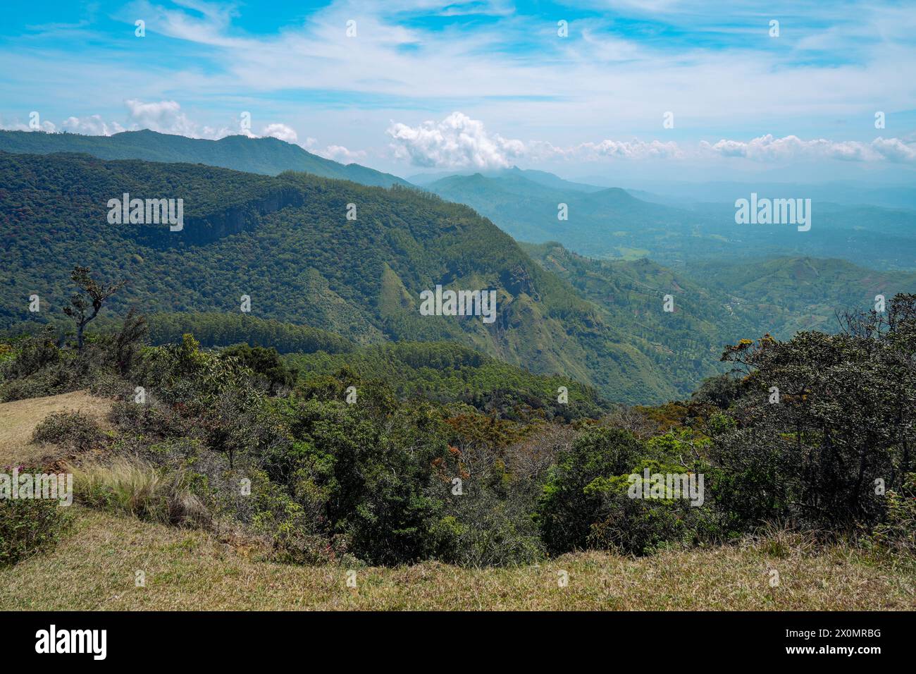 beautiful forest of Moon Plains Sri Lanka Nuwara Eliya Sri lanka Stock ...