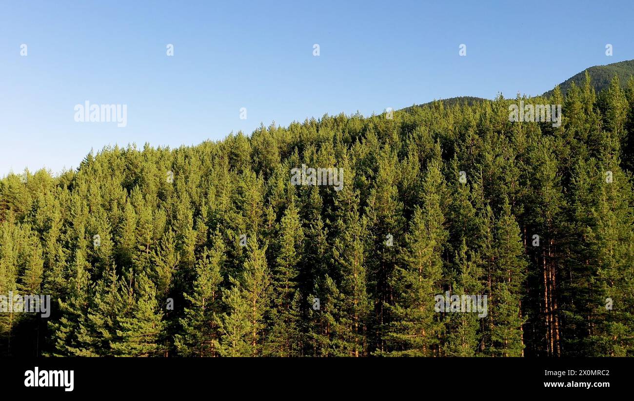 Aerial view of green forest and blue sky. Drone flies forward above the ...