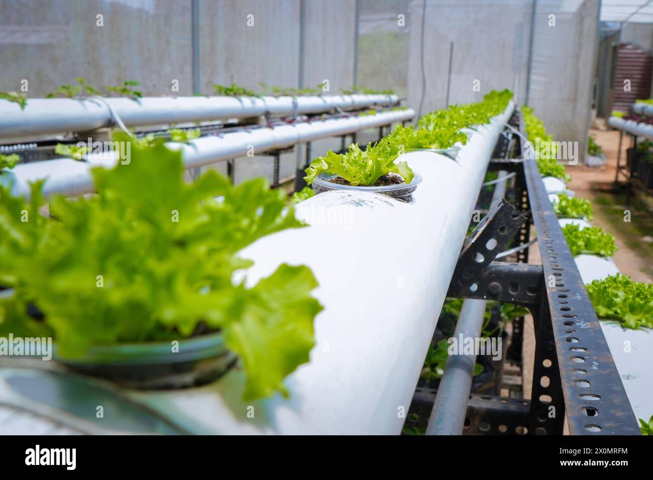 Aquaculture flora hi-res stock photography and images - Alamy