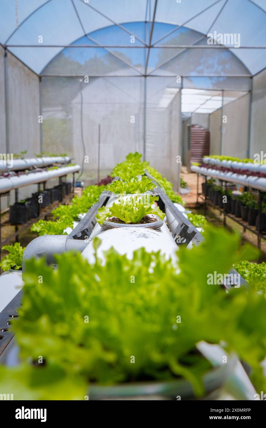 Aquaculture flora hi-res stock photography and images - Alamy