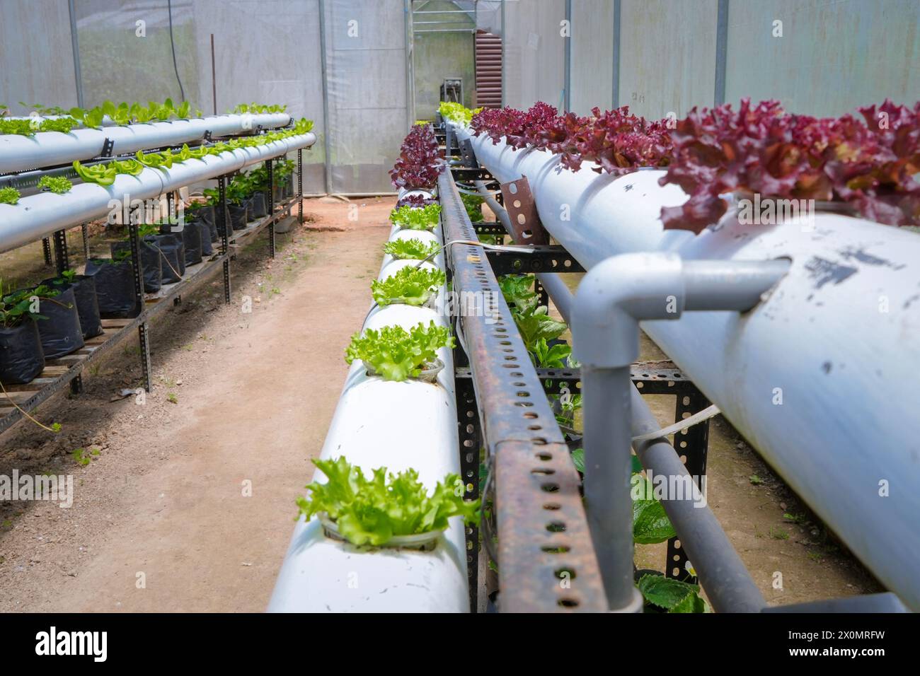 Garden Planing vegitable of verticulture farm, plant vegetables ...