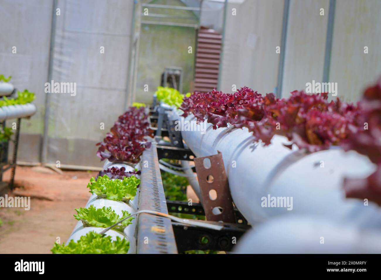 Aquaculture flora hi-res stock photography and images - Alamy