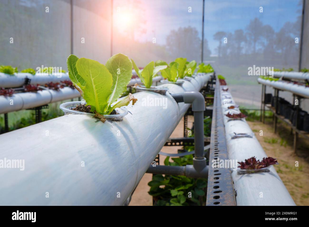 Aquaculture flora hi-res stock photography and images - Alamy