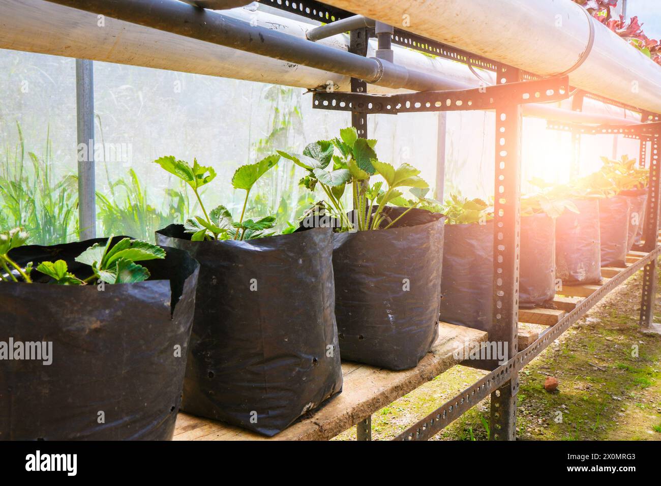 Polythene Planting vegitable Farming of verticulture farm, plant ...