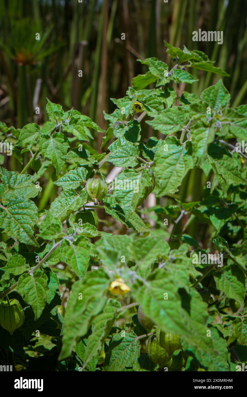 Cape Gooseberry Plant (Physalis peruviana), little twig on the garden ...