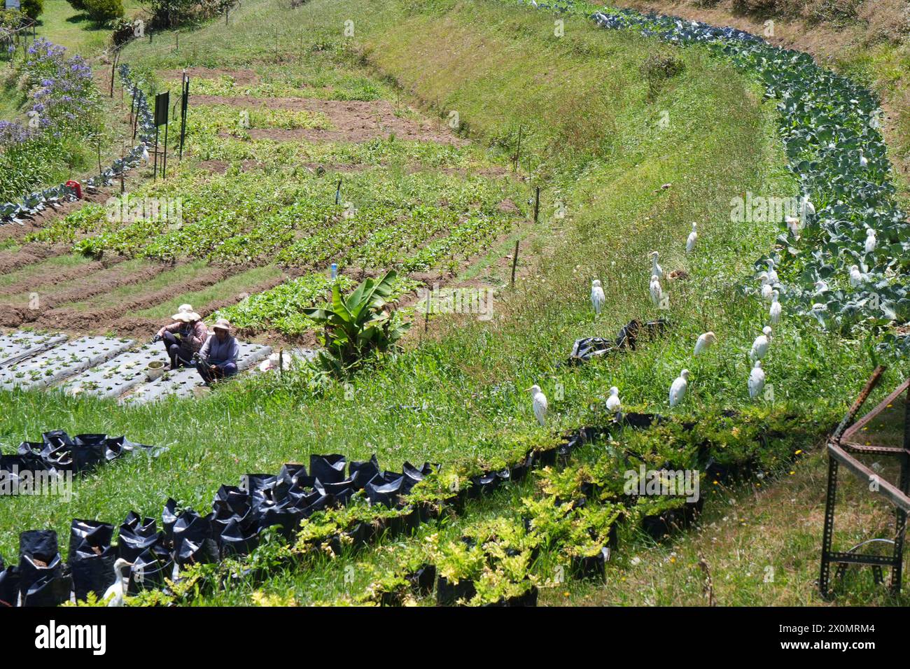 Sri Lanka - Nuwara Eliya Vegetable Agricultre with white Cranes Stock ...