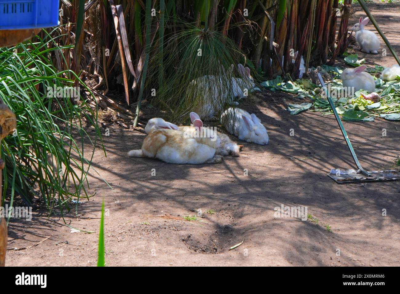 Animal farm meat hi-res stock photography and images - Alamy