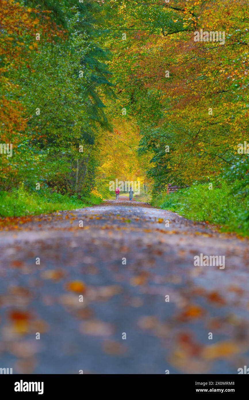 A road flanked by trees with leaves scattered on the ground, creating a ...