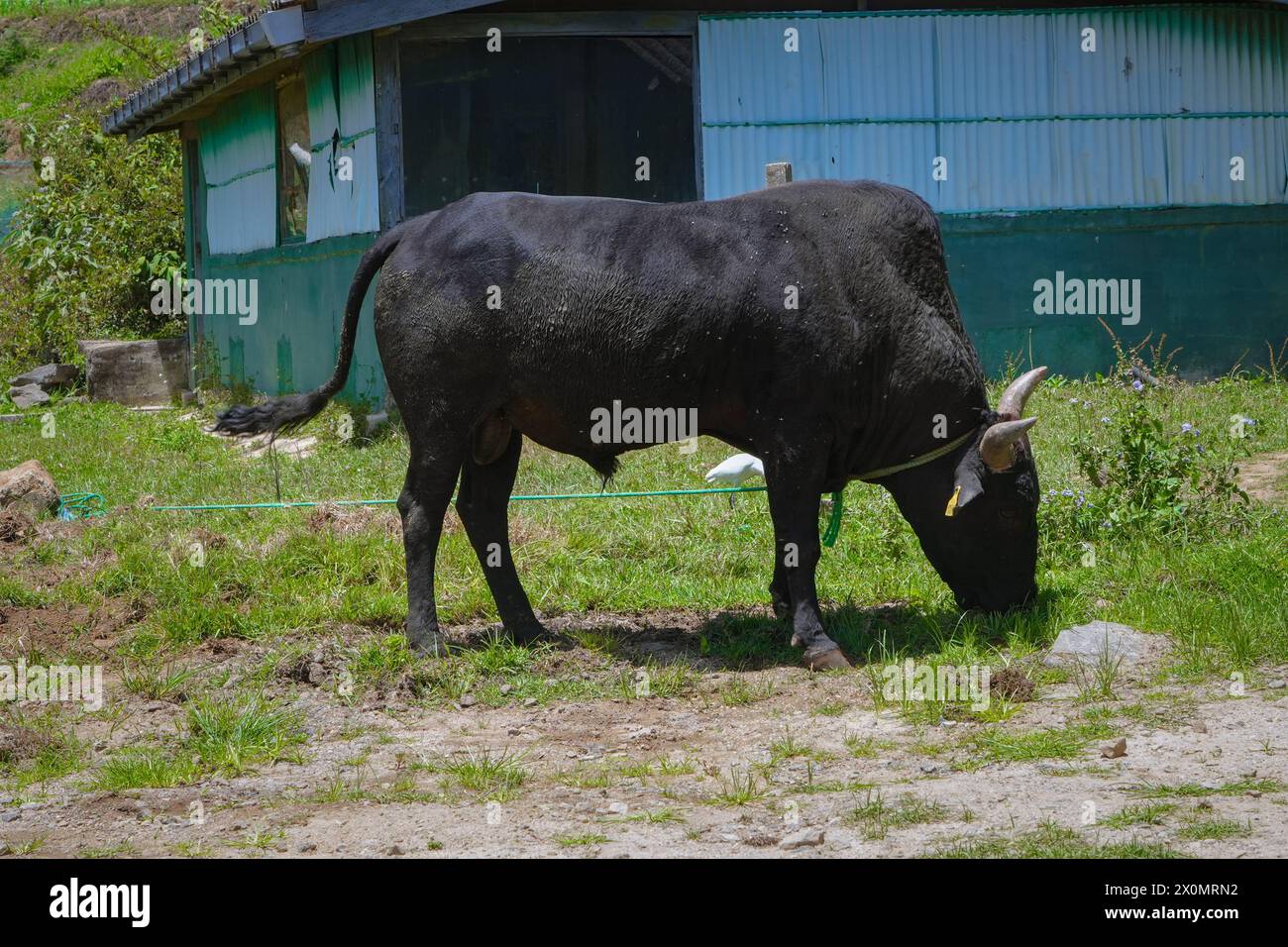 The gaur in Sri Lanka - Nuwara Eliya Stock Photo - Alamy