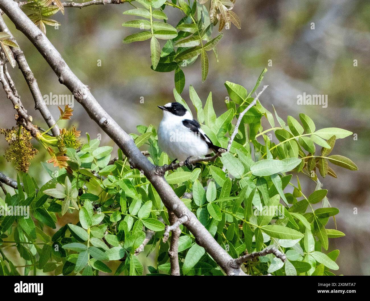 Collared Flycatcher (Ficedula albicollis), Paphos, Cyprus Stock Photo ...