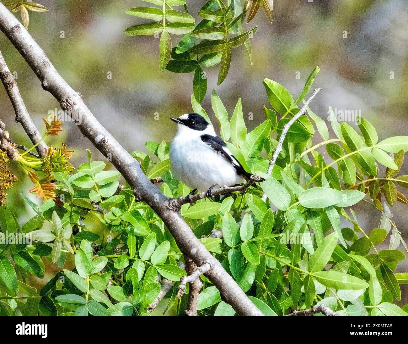 Collared Flycatcher (Ficedula albicollis), Paphos, Cyprus Stock Photo ...
