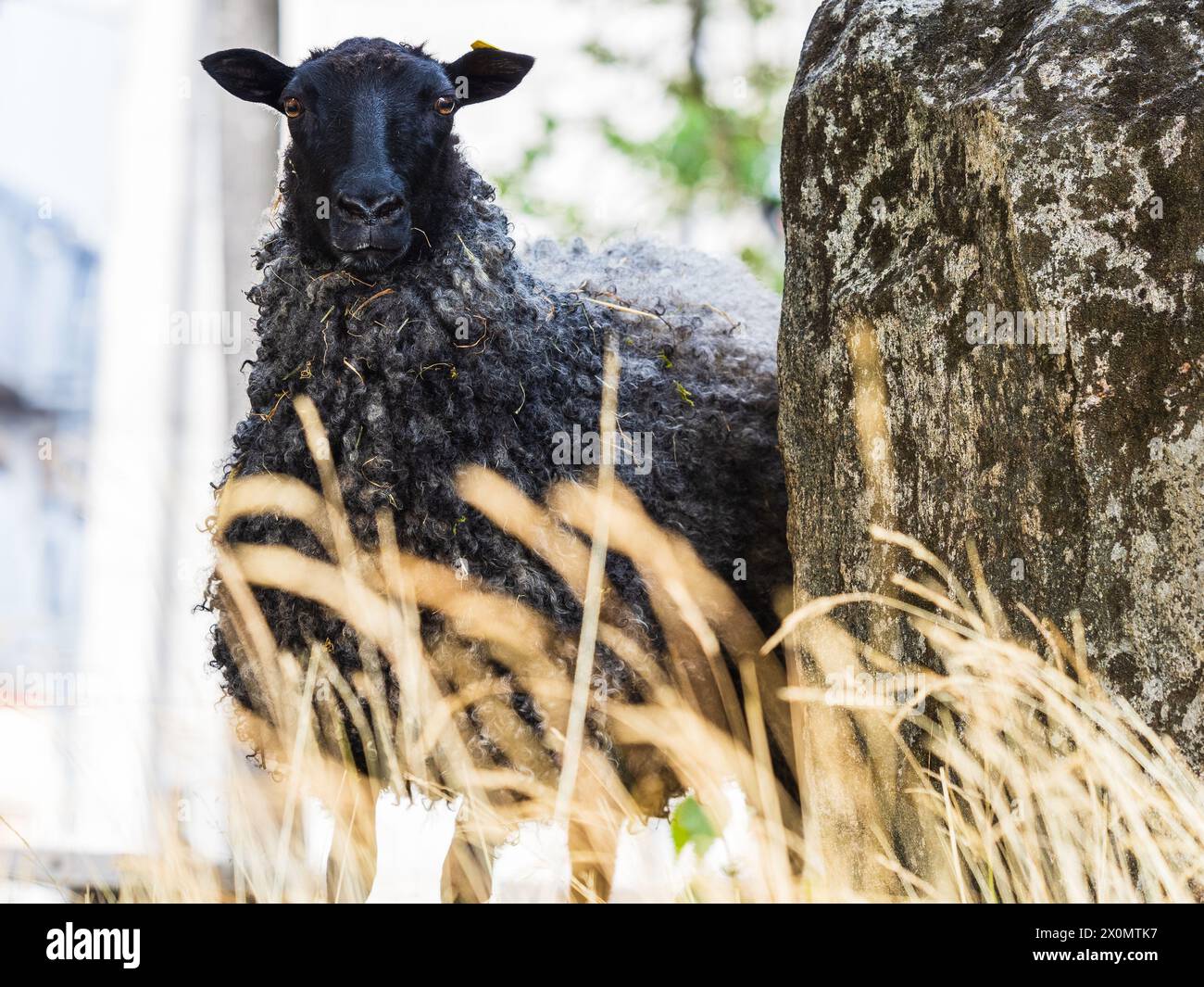 A black sheep is standing next to a large rock in a field. The sheep is ...