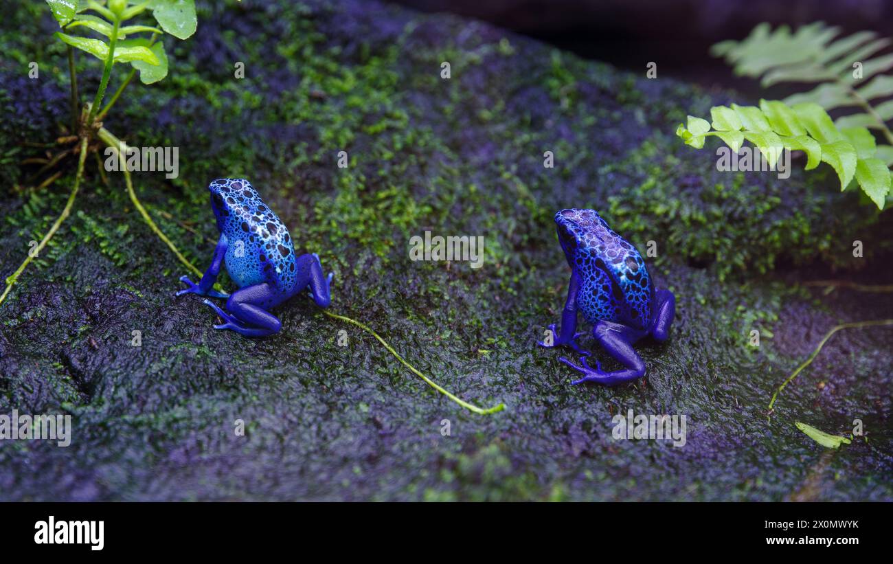 two blue poison dart frogs (Dendrobates azureus Stock Photo - Alamy