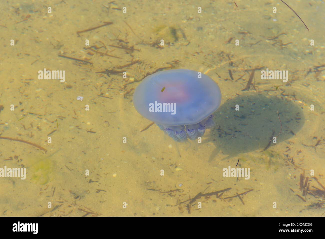 Rhizostoma pulmo, commonly known as barrel jellyfish, dustbin-lid ...