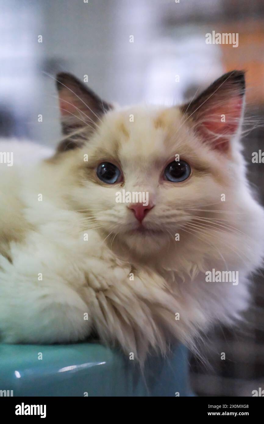 Cute, small Ragdoll cat. 3 months old Stock Photo - Alamy