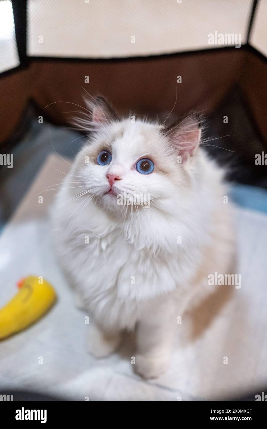 Cute, small Ragdoll cat. 4 months old. Standing on the floor and asking ...