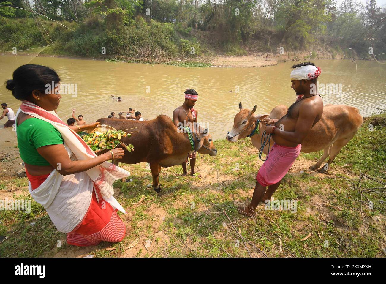 A woman is performing a ritual after bathing cows on the first day of ...
