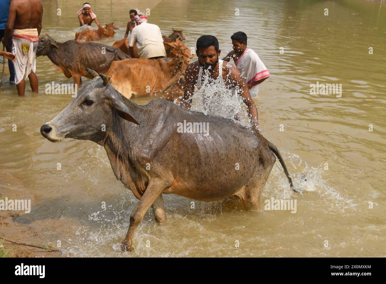 People are bathing cows on the first day of Rongali Bihu, known as Goru ...