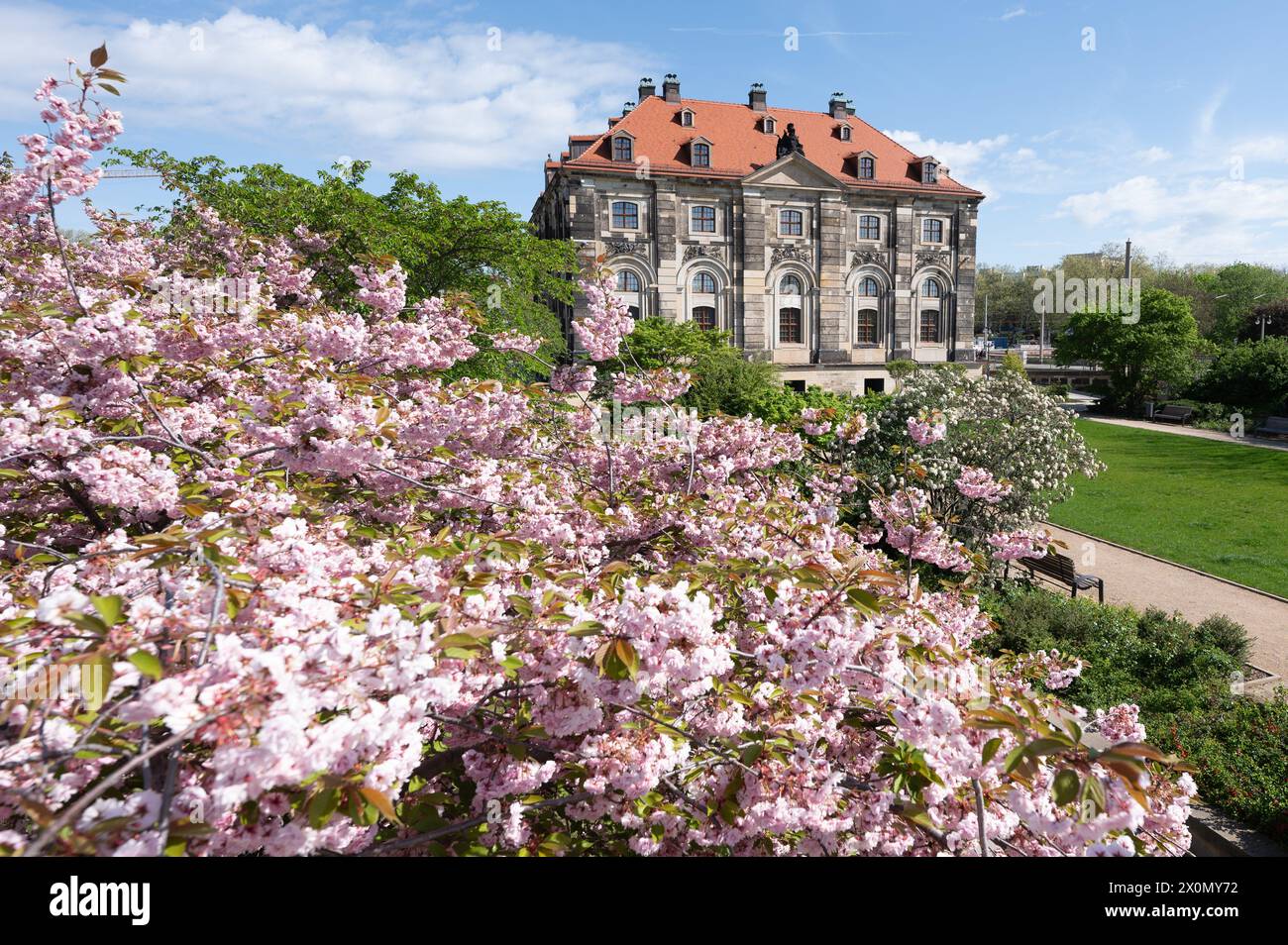 Dresden, Germany. 12th Apr, 2024. An ornamental cherry blossoms in ...