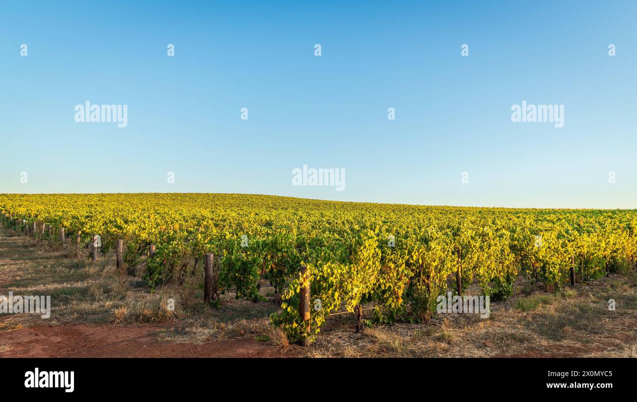 Barossa Valley wine region vineyards at sunset time, Tanunda, South ...