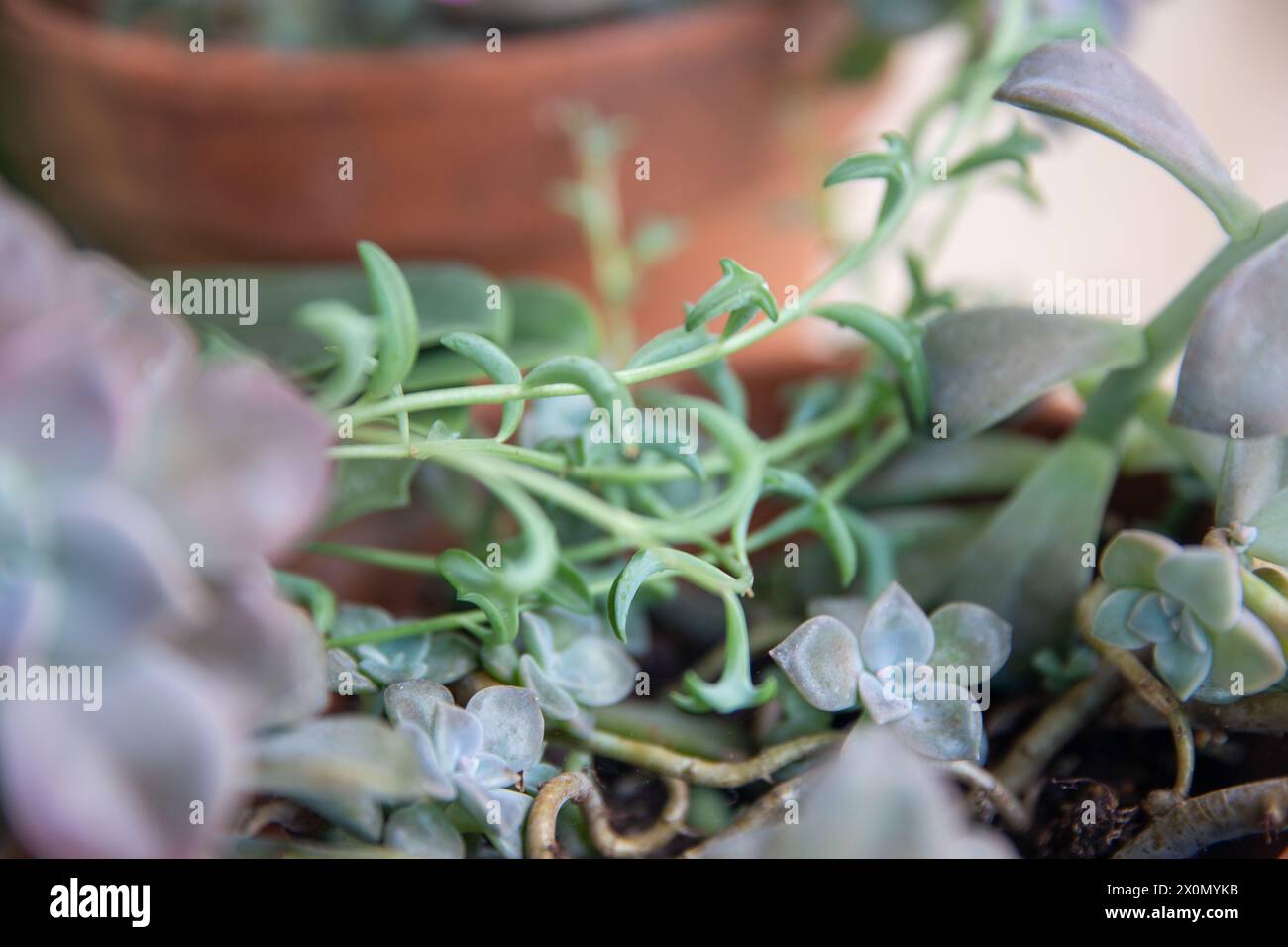 Close Up of a String of Dolphin Succulent Stock Photo - Alamy