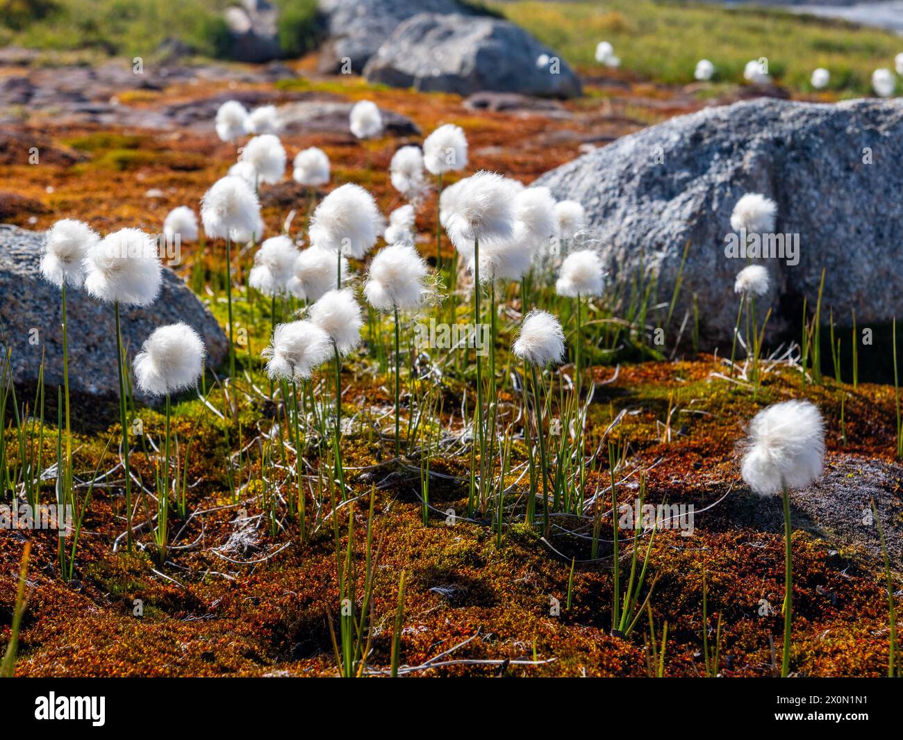 Cottongrass greenland hi-res stock photography and images - Alamy