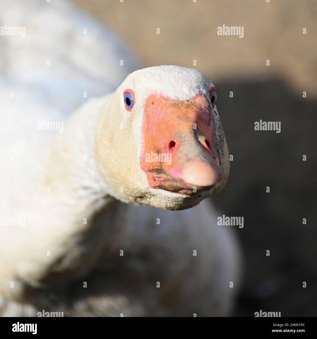 Goose funny hi-res stock photography and images - Alamy