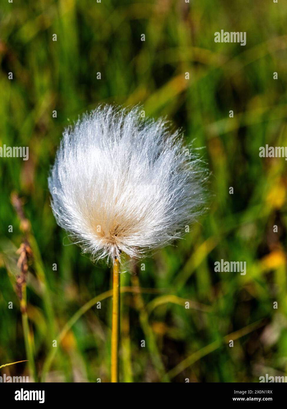 Cottongrass greenland hi-res stock photography and images - Alamy
