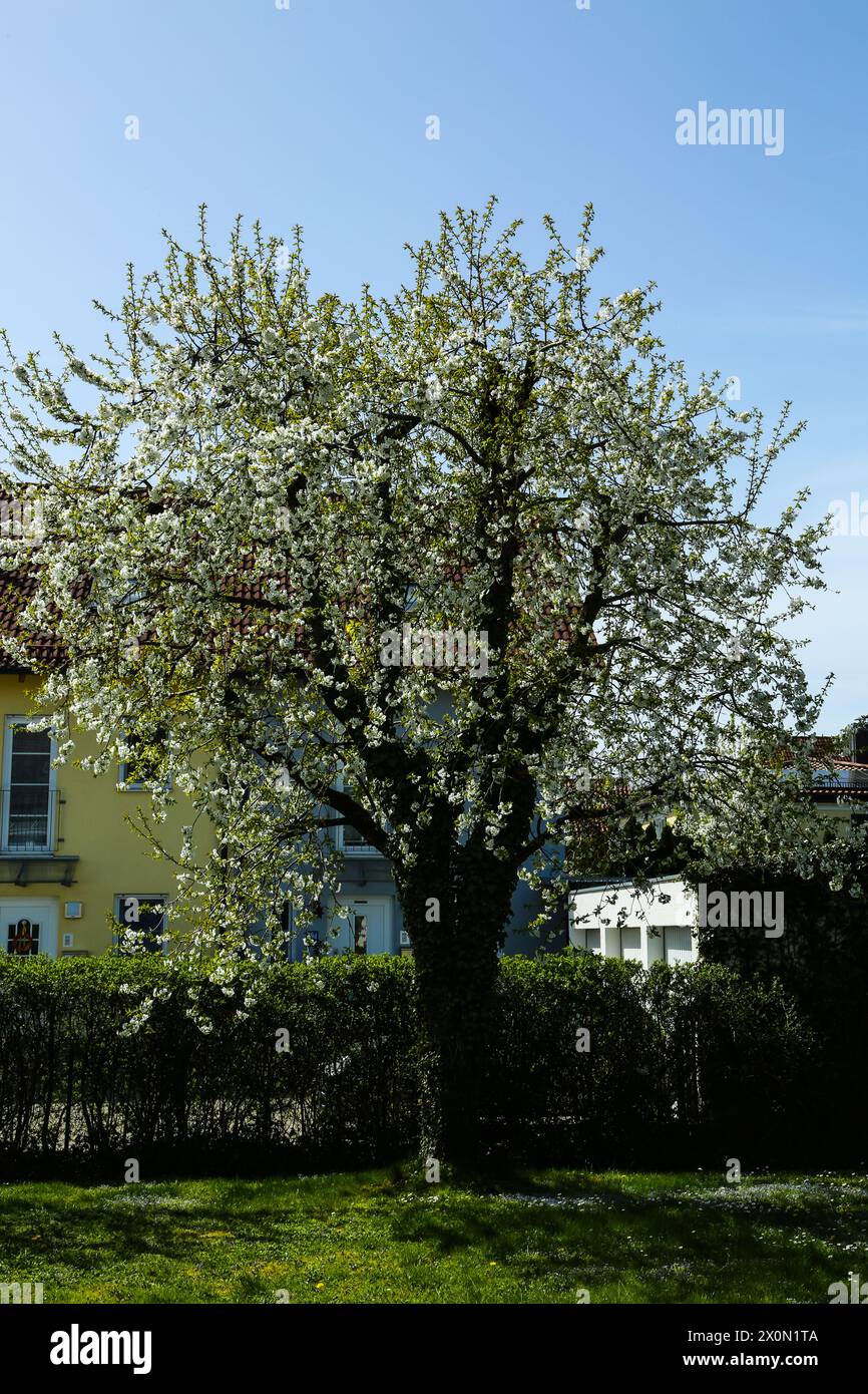 Cherry tree in blossom surrounded by ivy Stock Photo - Alamy