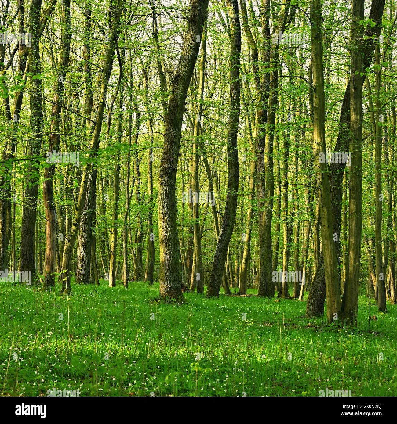 Nature - green background. Beautiful spring deciduous forest with trees ...