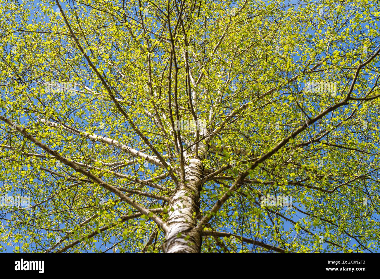 Beautiful garden set on mountain hi-res stock photography and images ...