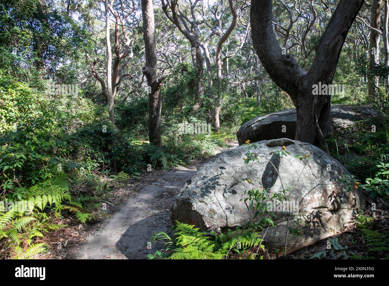 Bradleys Head walking track on north shore of Sydney Harbour, forms ...