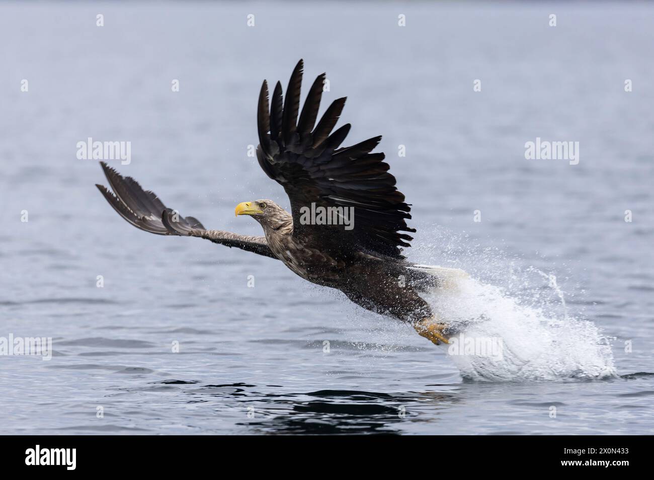 Flying fish eagle with fish hi-res stock photography and images - Alamy