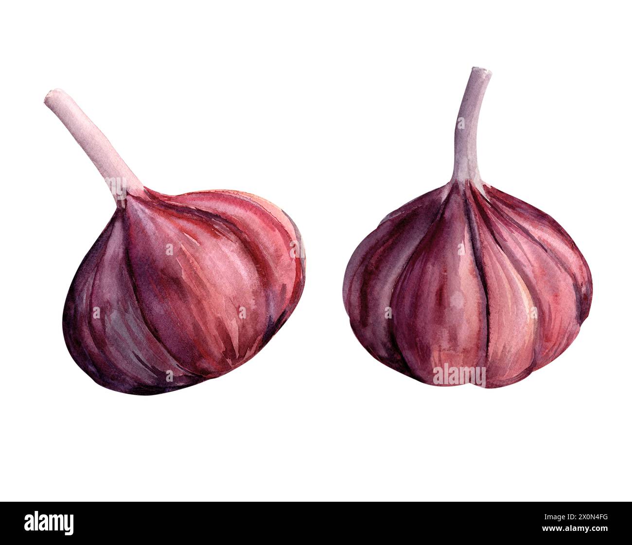 Garlic, watercolor hand painted, isolated on white background. It can ...
