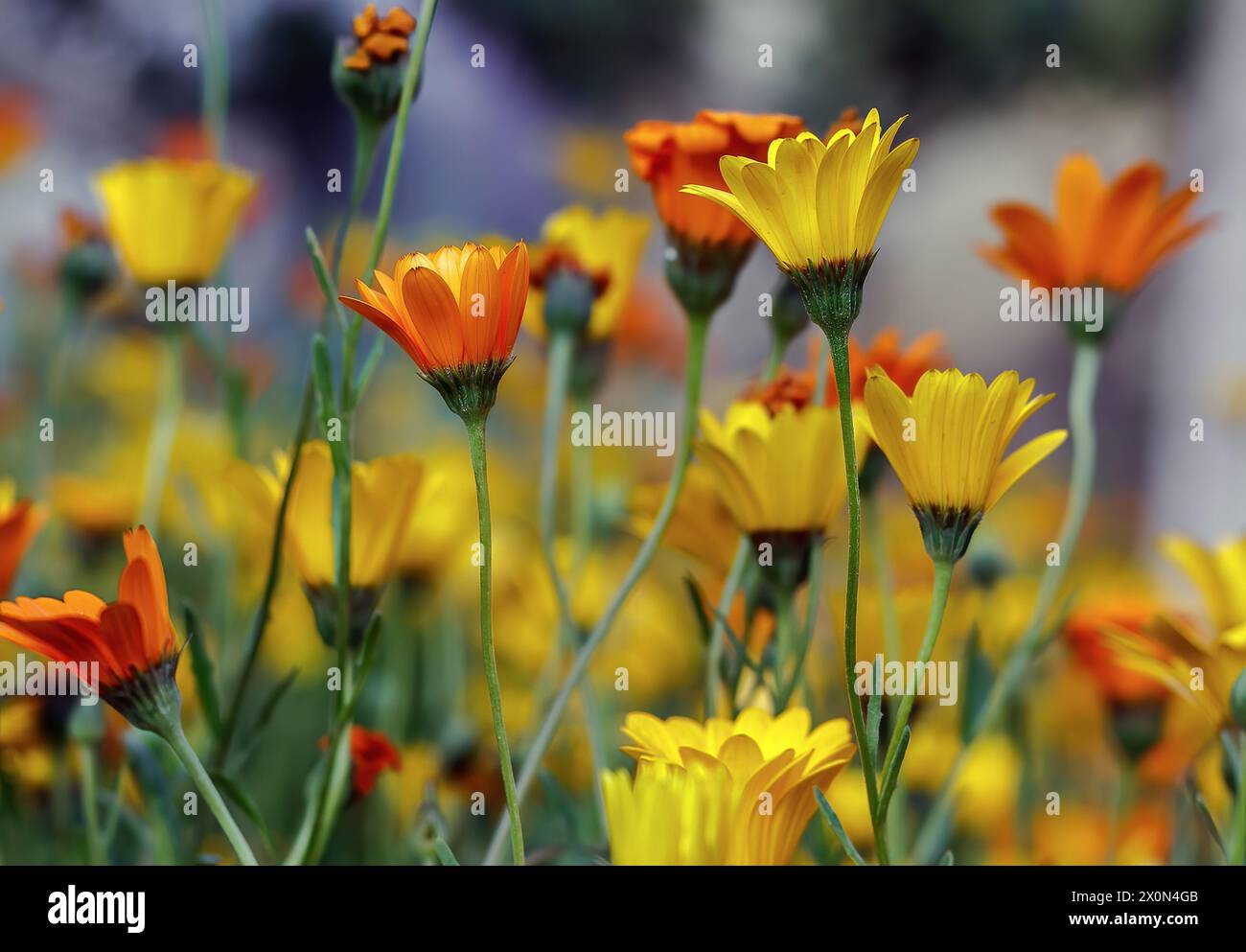 Al khobar plant hi-res stock photography and images - Alamy