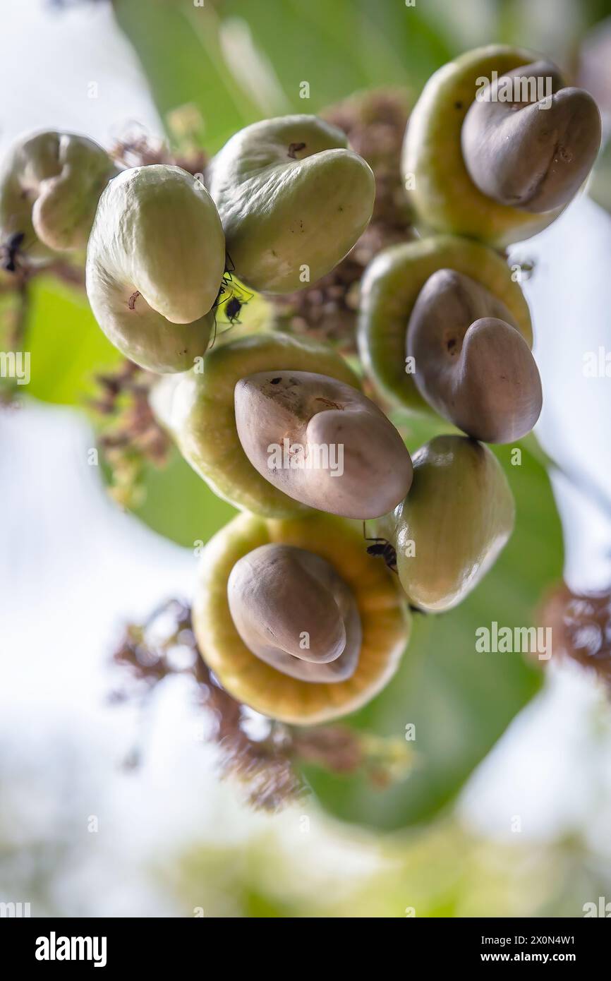 Cashew with nuts growing on a tree This extraordinary nut grows outside ...