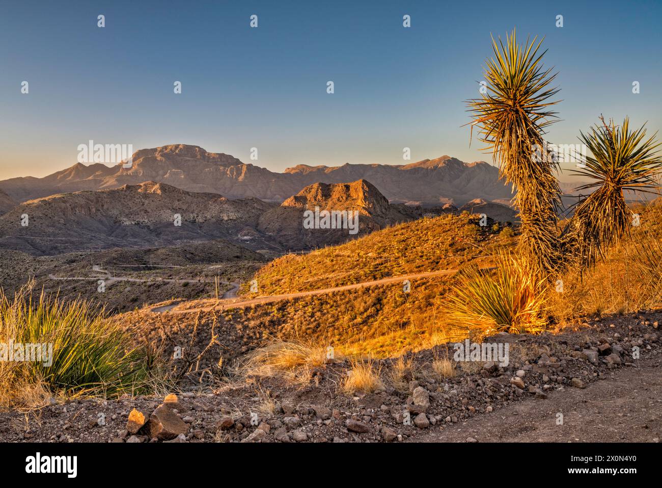 Yuccas, Chinati Peak, Chinati Mountains, future state park, sunrise ...