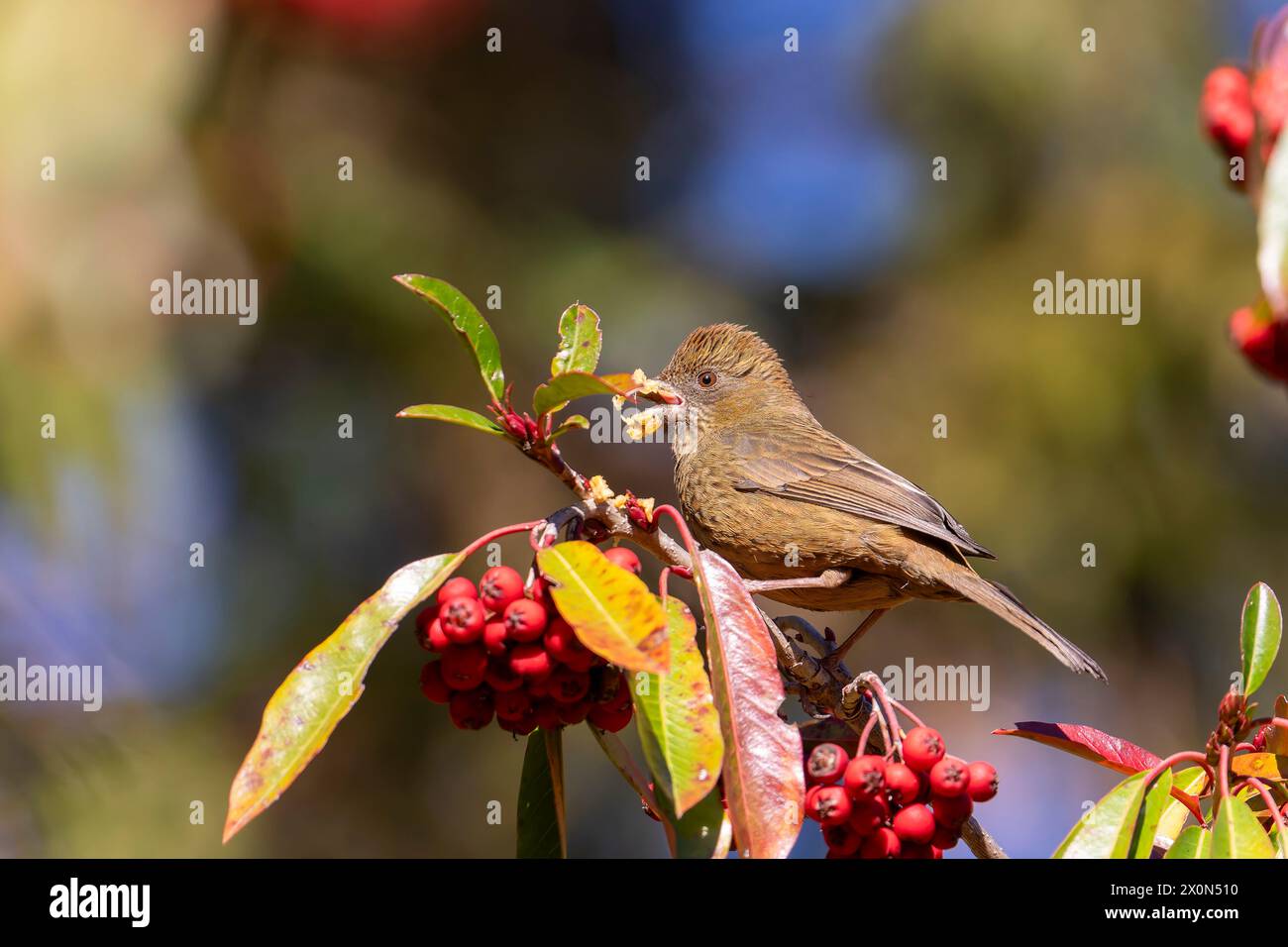 Taiwan rosefinch female, an endemic bird of Taiwan perched on a tree ...