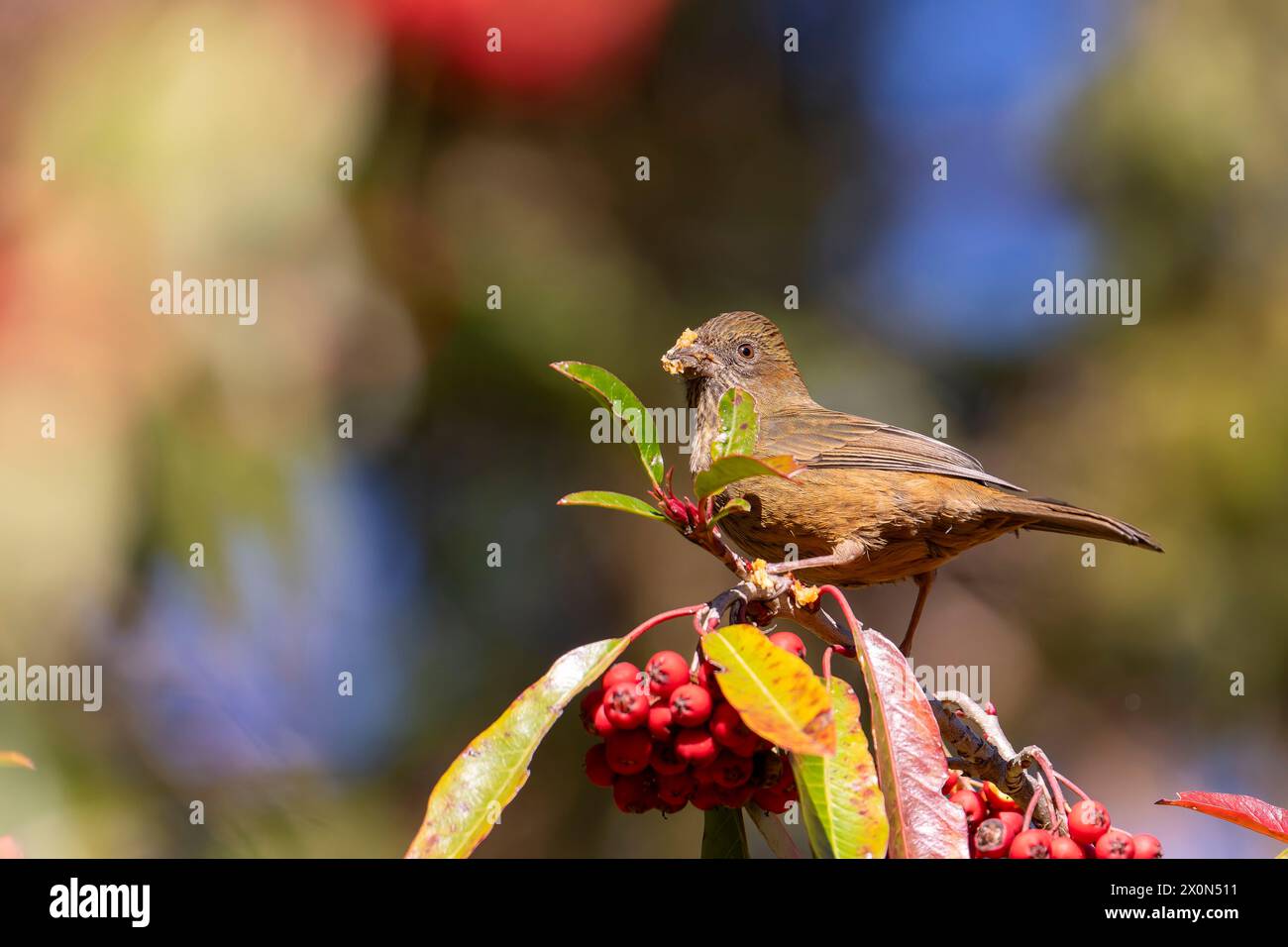 Taiwan rosefinch female, an endemic bird of Taiwan perched on a tree ...