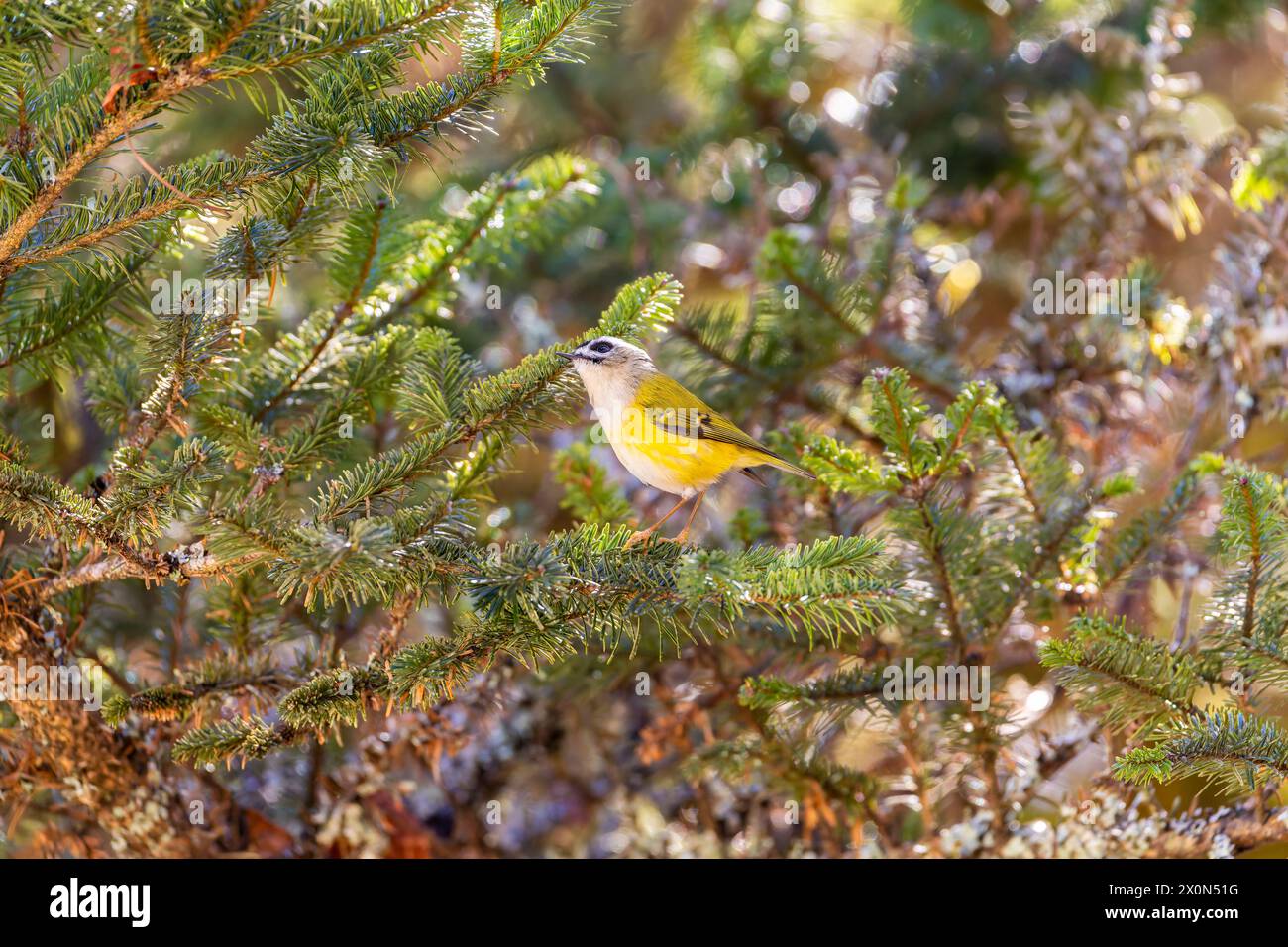 Flamecrest, Regulus goodfellowi an endemic bird of Taiwan, small bird ...