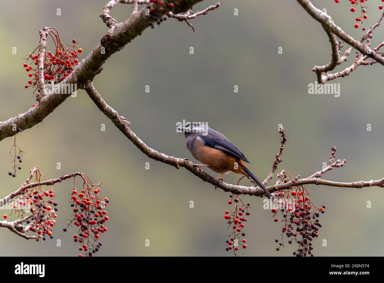 White-eared Sibia perched in a tree in the mountains of Taiwan Stock ...